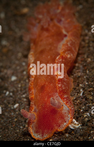 Spanish Dancer, Hexabranchus sanguineus, Night dive, Gili Lawa Darat ...