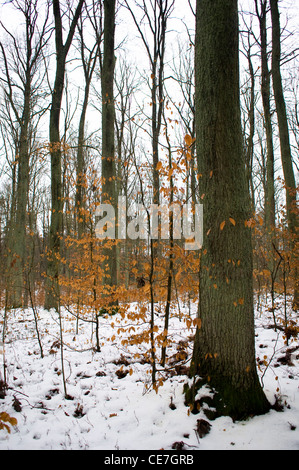 Snowy winter forest, beech forest and oak forest, Mittelgebirge or ...