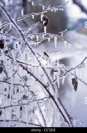 The thorn is covered with frost Stock Photo - Alamy