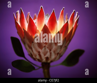 Protea flowers on color background, closeup Stock Photo - Alamy