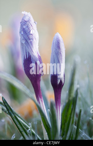 Spring crocus, Crocus vernus, in flower in high pasture, Maritime Alps ...