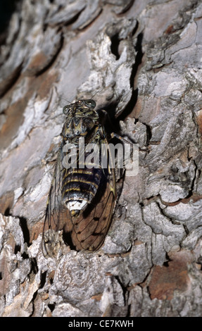 Common cicada of Provence Stock Photo - Alamy