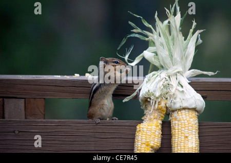 chipmunk eating corn on the cob Stock Photo - Alamy