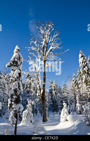Winter forest with fir covered trees. Beautiful winter landscape Stock ...