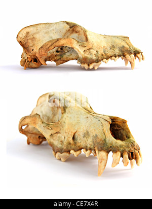 Dog skull anatomy teeth fang Stock Photo - Alamy