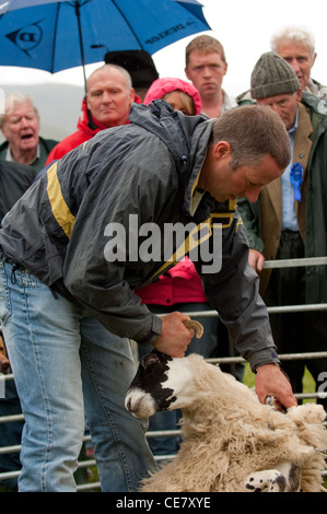 sheep being handled during shearing Stock Photo - Alamy