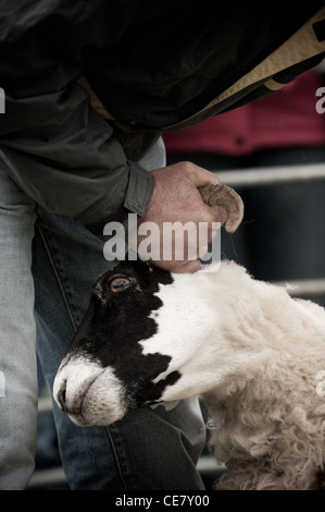 sheep being handled during shearing Stock Photo - Alamy