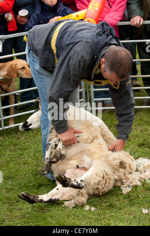 sheep being handled during shearing Stock Photo - Alamy