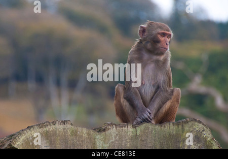 sad monkey , Rhesus Macaque , Macaca mulatta , Primates , India , asia ...