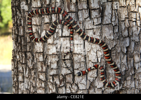 Sonoran Mountain Kingsnake climbing alligator juniper tree bark Santa ...