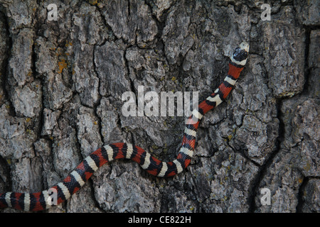 Sonoran Mountain Kingsnake climbing alligator juniper tree bark Santa ...