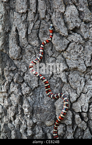 Sonoran Mountain Kingsnake climbing alligator juniper tree bark Santa ...