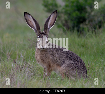 Black-tailed Jack Rabbit Stock Photo - Alamy