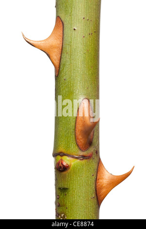 stem with spikes from rose on white background Stock Photo - Alamy
