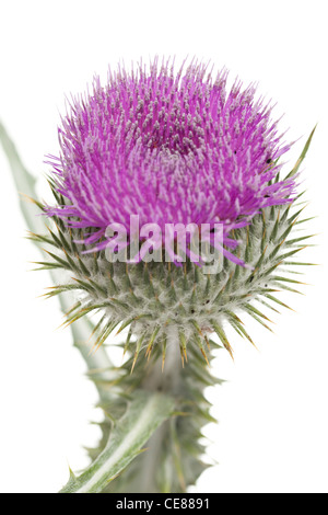 purple,single prickly thistle on white background Stock Photo - Alamy