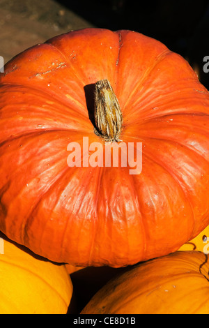 Close-up food portrait of Cucurbita ficifolia, fig-leaf gourd, Malabar ...