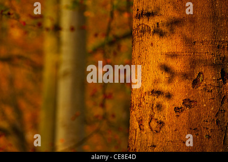 sunlit Beech tree Stock Photo - Alamy