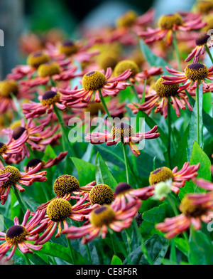 helenium loysder wieck orange red flowers perennials sneezeweeds ...