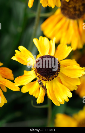 helenium wyndley sneezeworts heleniums bright orange yellow summer ...