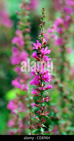 Lythrum salicaria Robin,purple loosestrife,summer,pink flowers ...