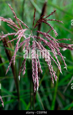 miscanthus sinensis kaskade ornamental grasses grass foliage leaves ...