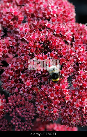 sedum jose aubergine closeup plant portraits pink flowers perennials ...