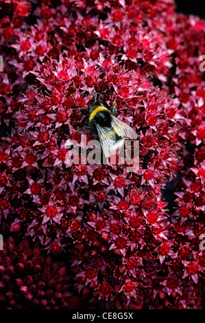 sedum jose aubergine,closeup,plant portraits,dusky pink flowers ...