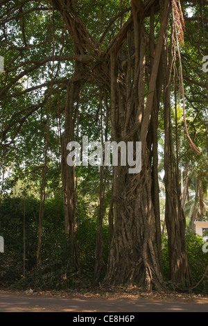 A banyan is a fig that starts its life as an epiphyte when its seeds ...