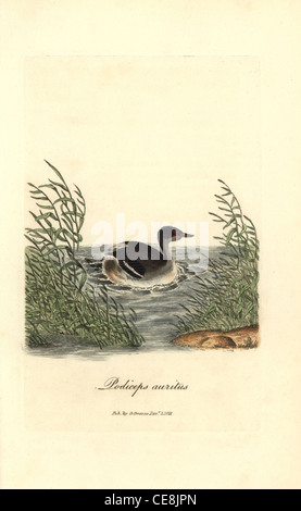 Horned grebe, Podiceps auritus. Handcoloured copperplate drawn and ...