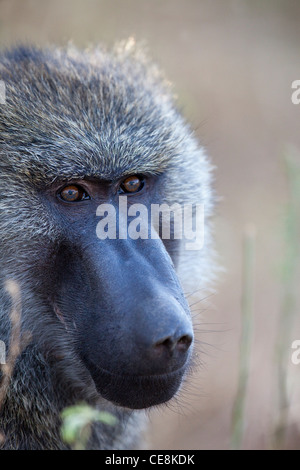 detail of The olive baboon (Papio anubis), also called the Anubis ...
