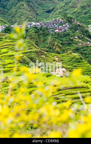 remote villages surrounds by rice terraces, philippines Stock Photo - Alamy