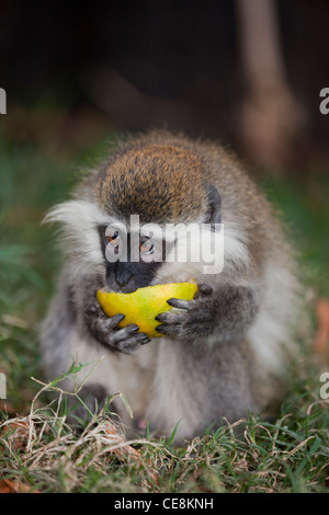 Grivet Monkey (Cercopithecus aethiops). One of the 'Green' monkeys ...