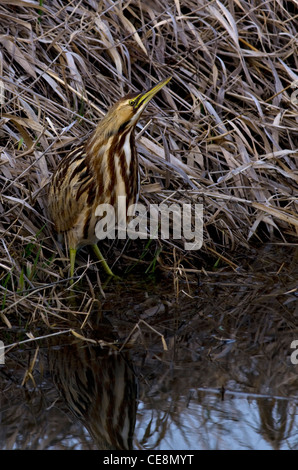 The American Bittern, a secretive wading bird, nests in wetland areas ...