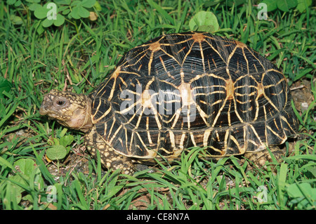Star tortoise shell Testudo elegans detail of shell pattern Stock Photo ...