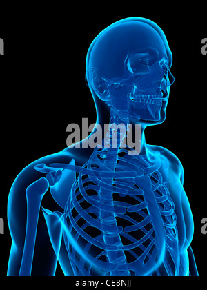 Upper body bones, computer artwork Stock Photo - Alamy
