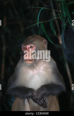 Rhesus macaque (Macaca mulatta), seated Stock Photo - Alamy