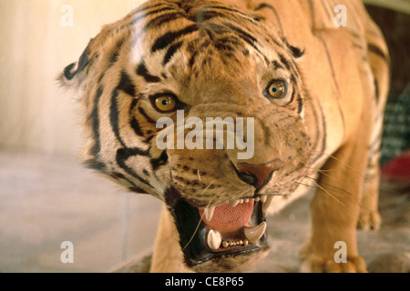 Taxidermy, Stuffed tigers (Panthera tigris), hunting trophies, on ...
