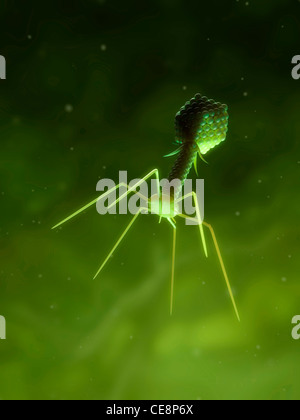 Phage and Bacteriophage as a virus that infects bacteria as a bacterial virology symbol as a ...