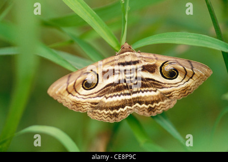 Owl Moth Brahmaea wallichii Asia Africa Stock Photo - Alamy