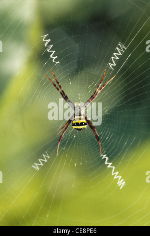 Signature Spider (Argiope anasuja) is a species of harmless orb-weaver ...