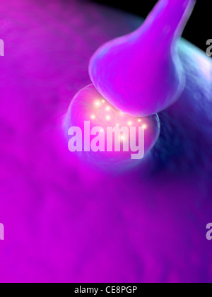 Nerve synapse. Computer artwork of a junction, or synapse, between two ...