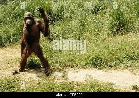 Orangutan, Pongo pygmaeus standing - full body Stock Photo - Alamy