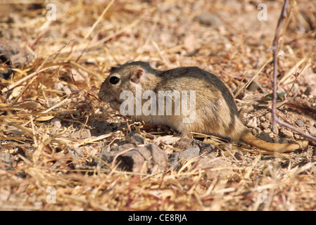 The White tailed Wood Rat (Rattus blanfordi Stock Photo - Alamy
