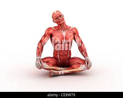 Male muscles, computer artwork Stock Photo - Alamy