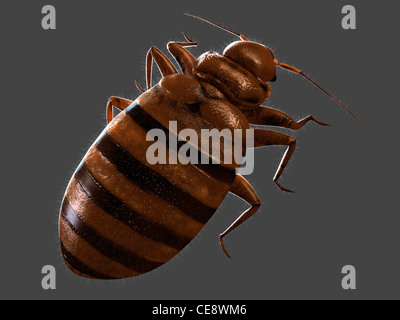 Bedbug (Cimex sp.), computer artwork Stock Photo - Alamy