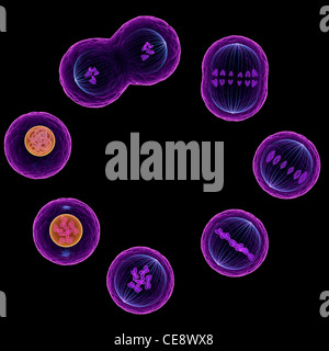 Mitosis (nuclear division), computer artwork Stock Photo - Alamy