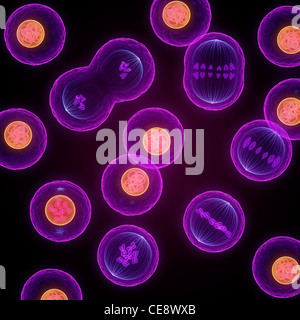 Mitosis (nuclear division), computer artwork Stock Photo - Alamy