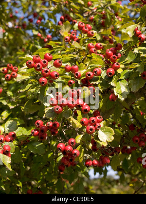 Red fruits of whitethorn (Crataegus laevigata), summer, Germany. Red ...