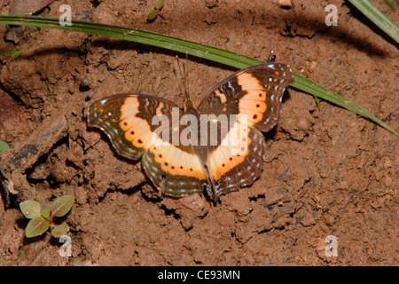Fashion commodore butterfly, Junonia pelarga, upper side 1, under side2 ...
