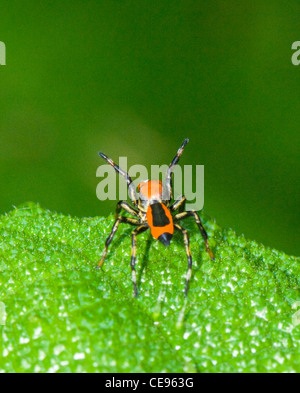 Red Jumping Spider, Threat Posture, Costa Rica Stock Photo - Alamy